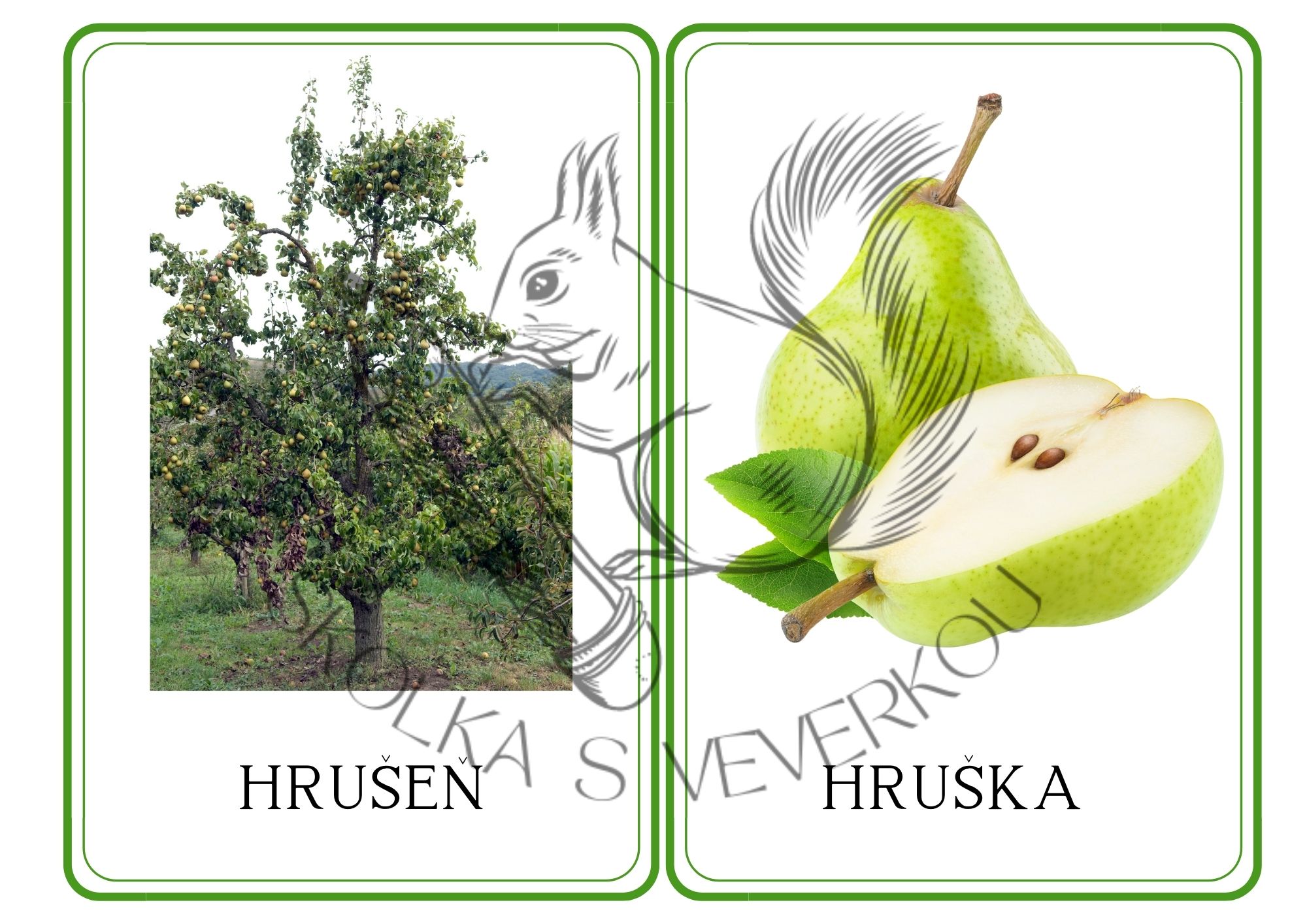 STROMY - demonstrační obrázky - Prvouka | UčiteléUčitelům.cz